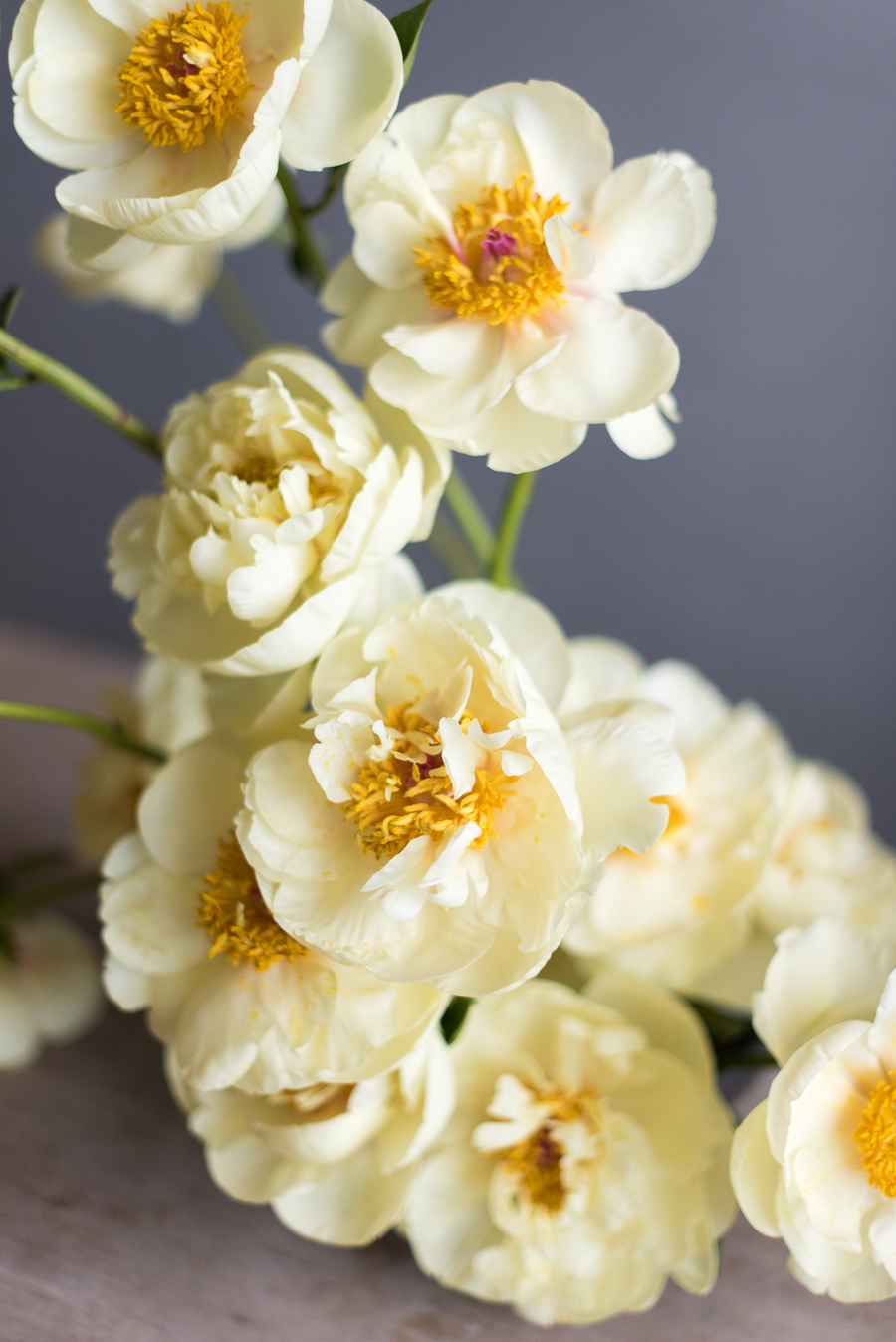 Alaska Yellow Peonies - Sweet Root Village Blog