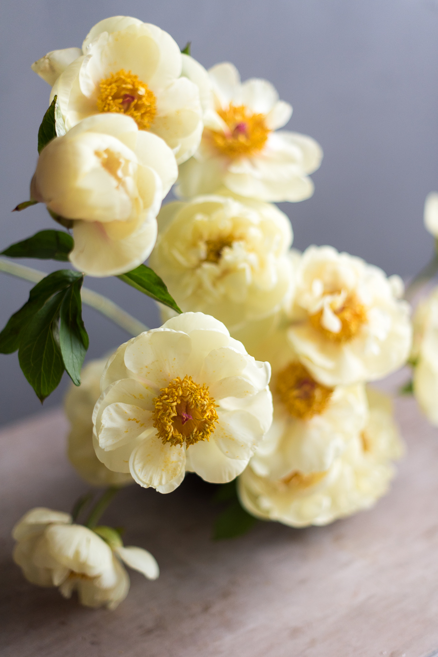 Alaska Yellow Peonies - Sweet Root Village Blog