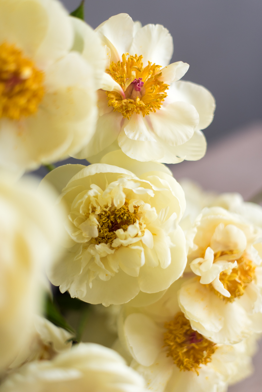 Alaska Yellow Peonies - Sweet Root Village Blog